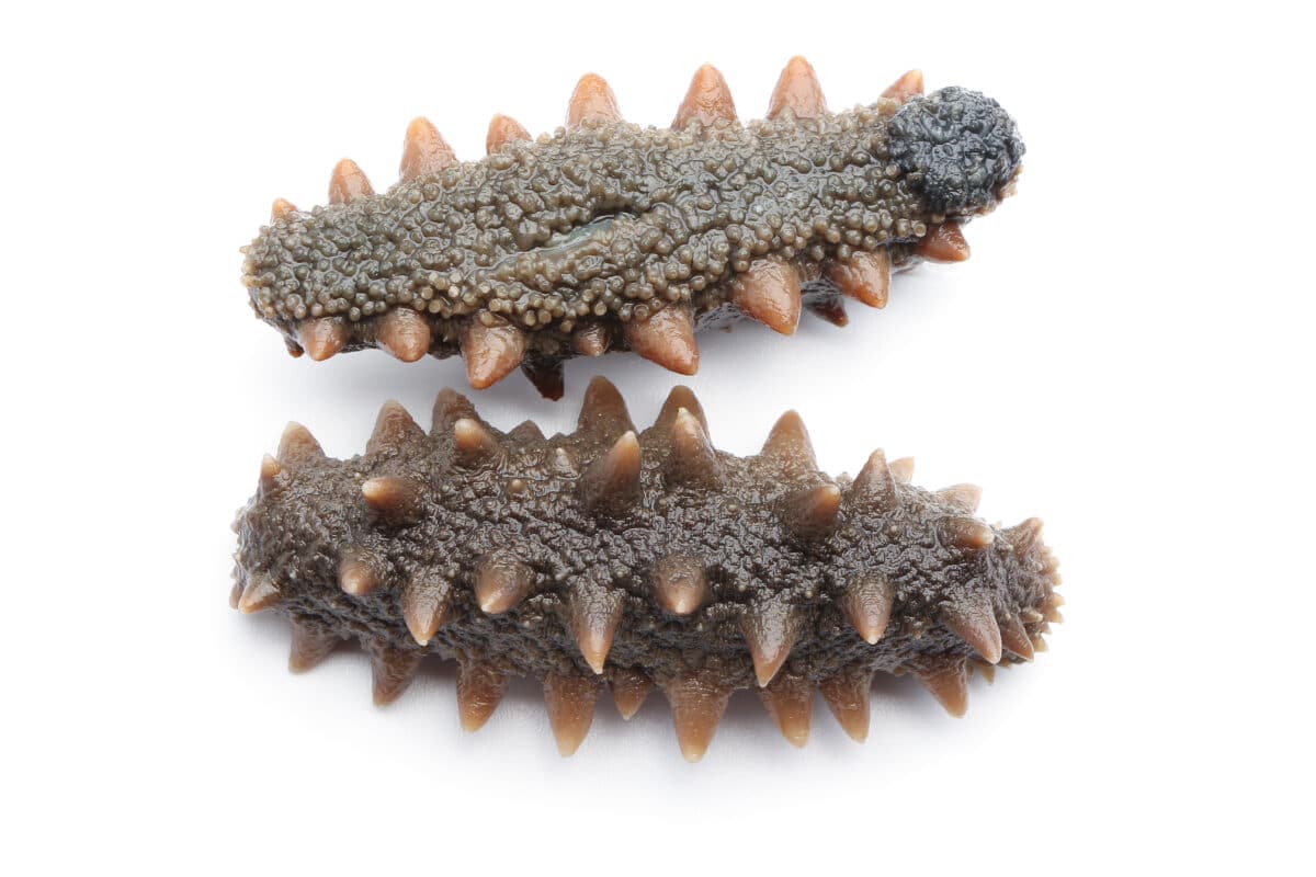 How This Slimy Sea Creature Could Revolutionize Cancer Treatments