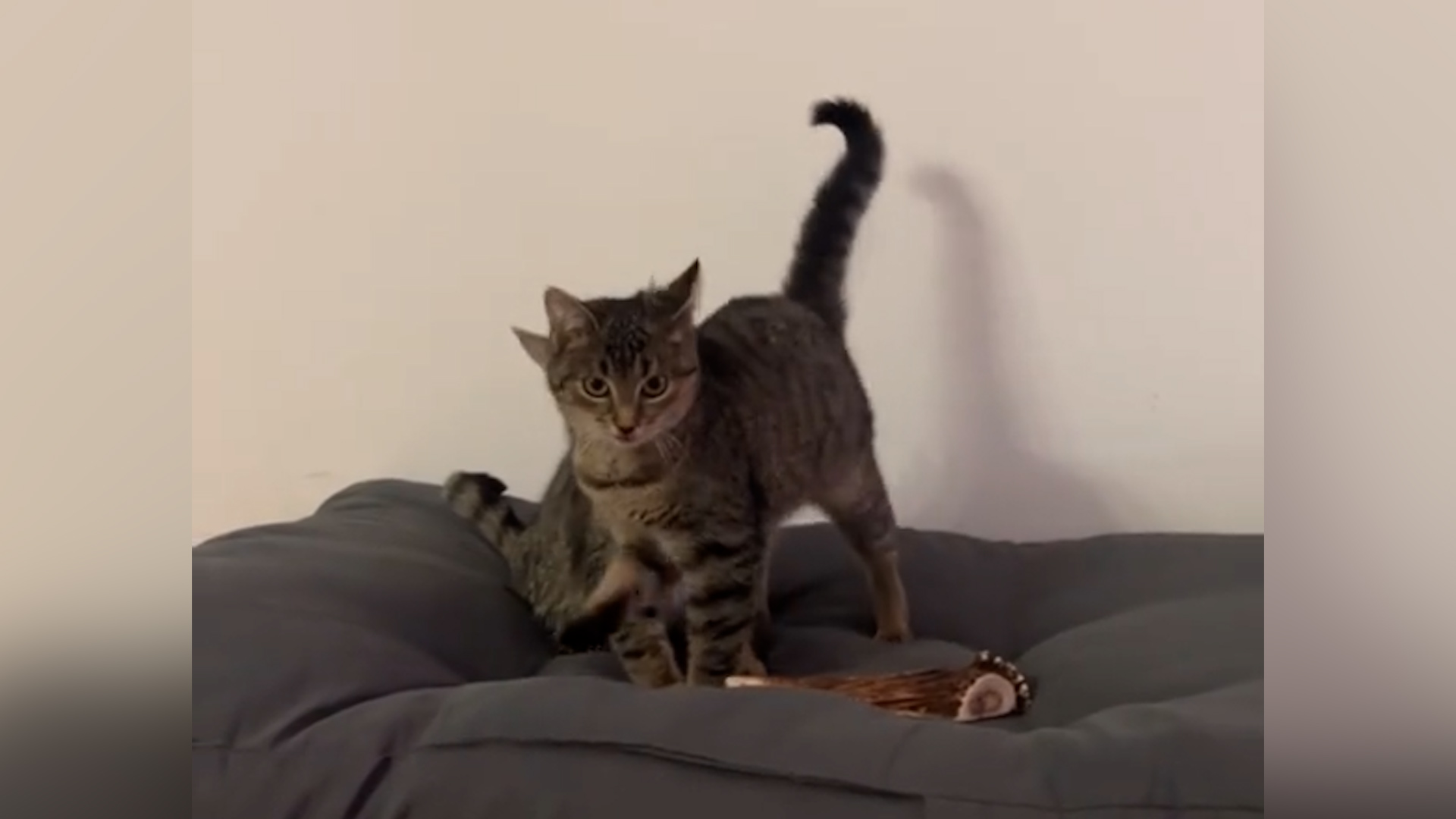 Rescue Cat Won't Stop Crying