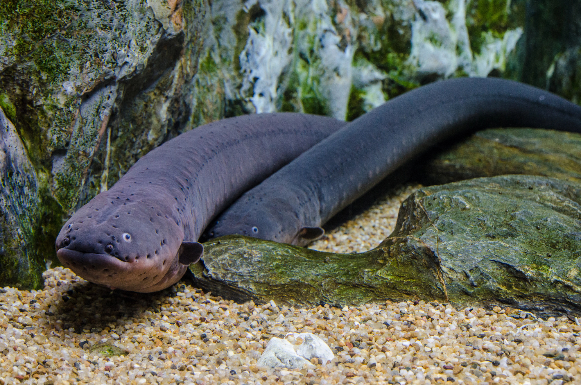 11 Animals That Use Electric Fields