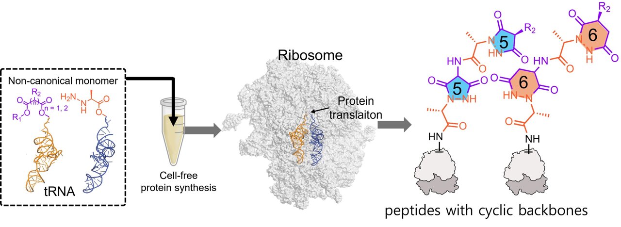 First-ever ribosomal synthesis of cyclic peptides opens new avenues for ...