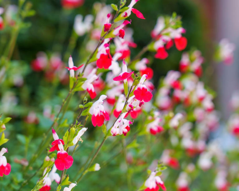 A grower-approved list of underrated flowers that bloom in November