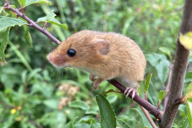 Seventy mice released into the wild as part of conservation project