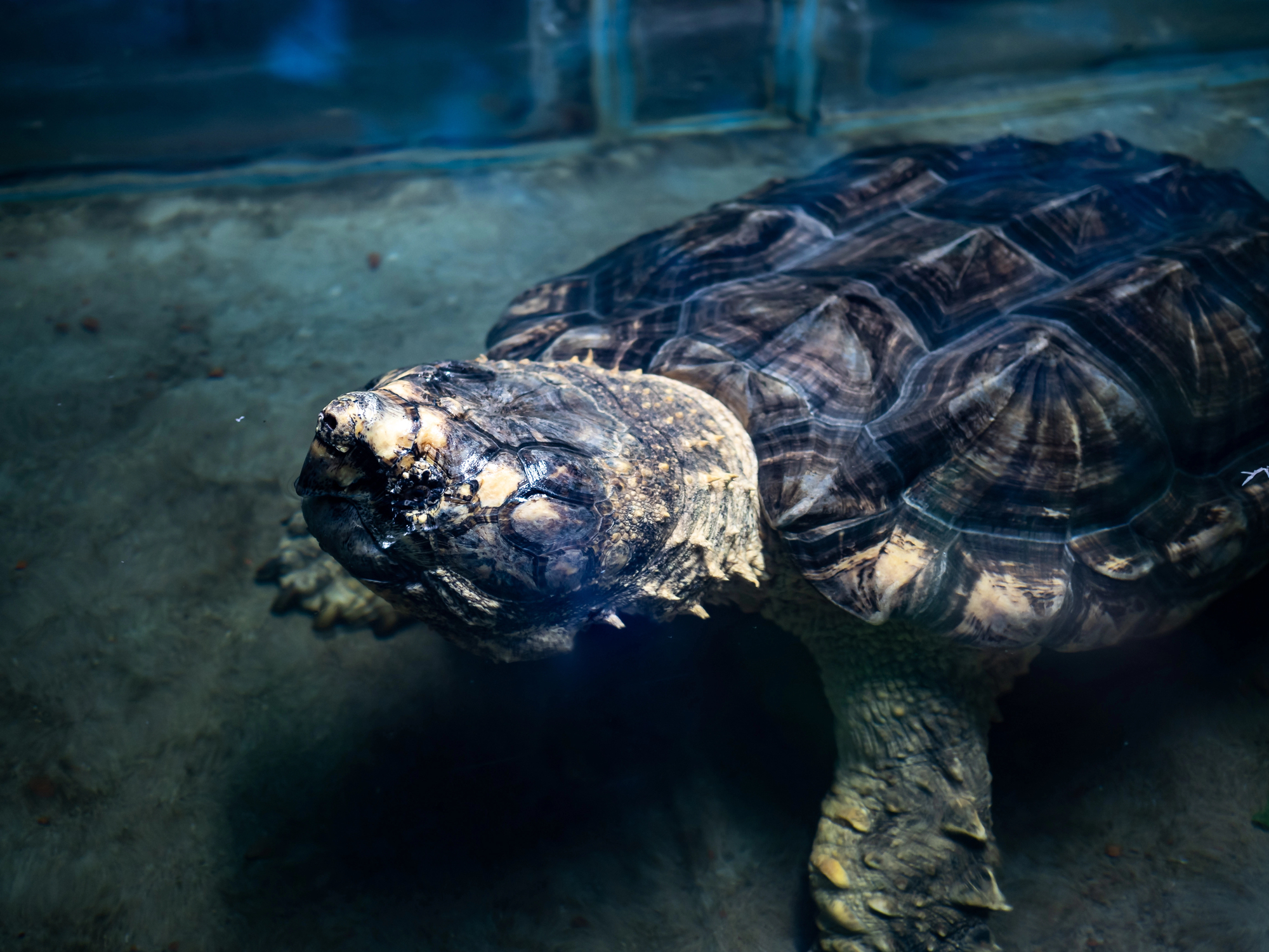 15 Animals That Use Mimicry to Hunt