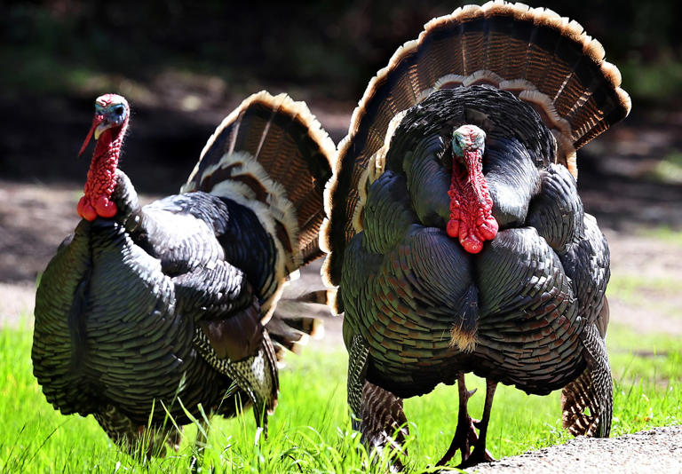 Wild turkeys roam freely in Bay Area suburbs, but where exactly are ...