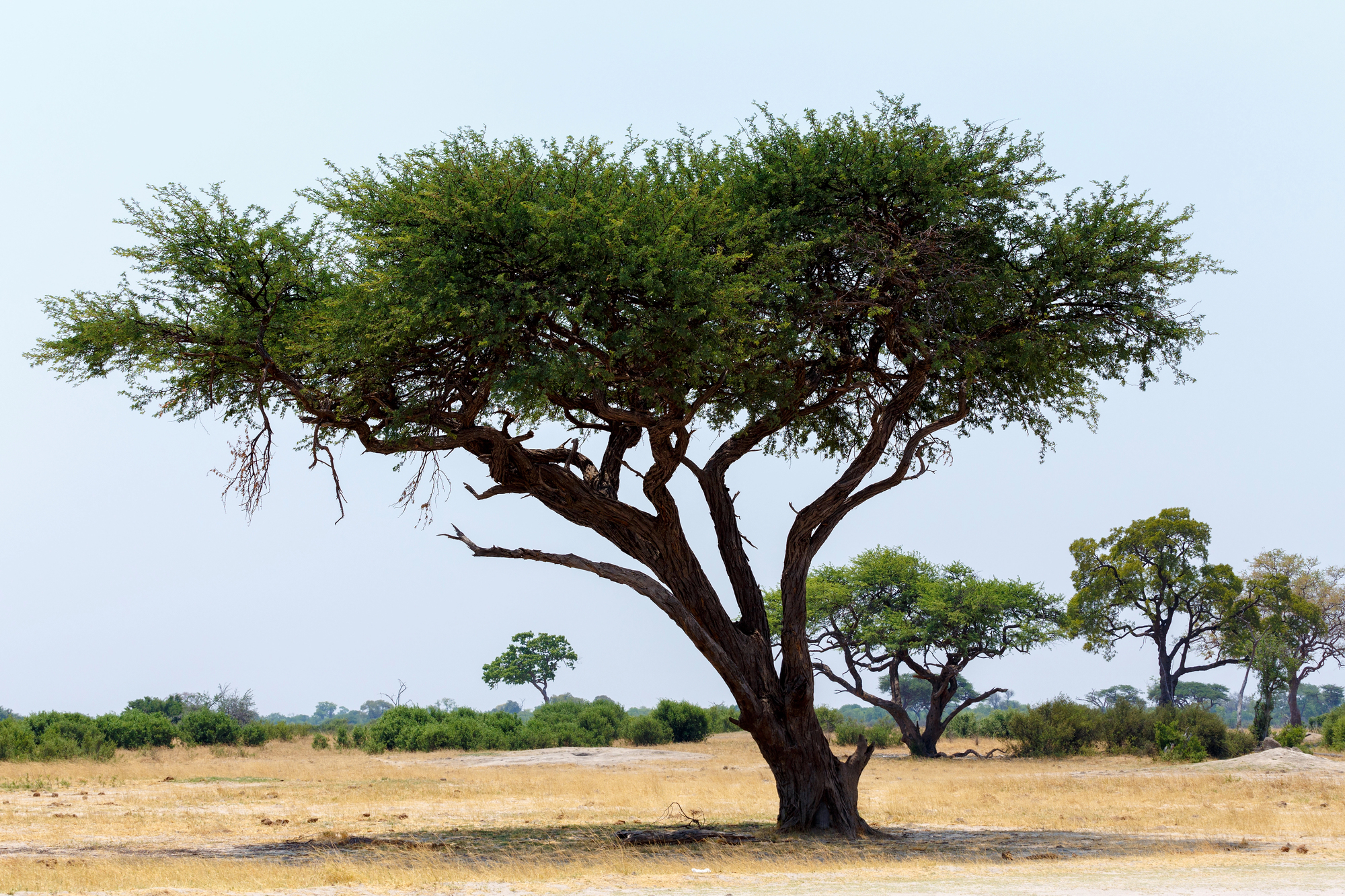 15 Plants That Send Chemical Warning Signals
