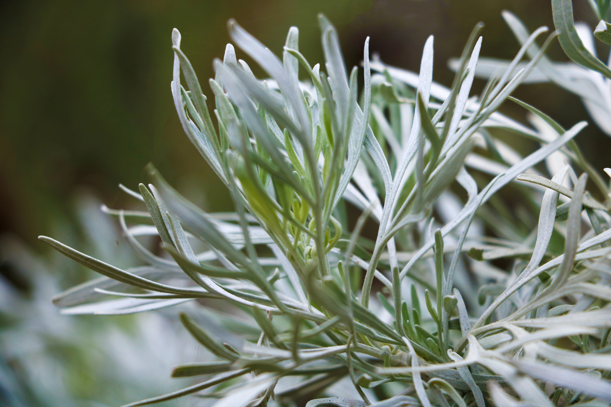15 Plants That Send Chemical Warning Signals
