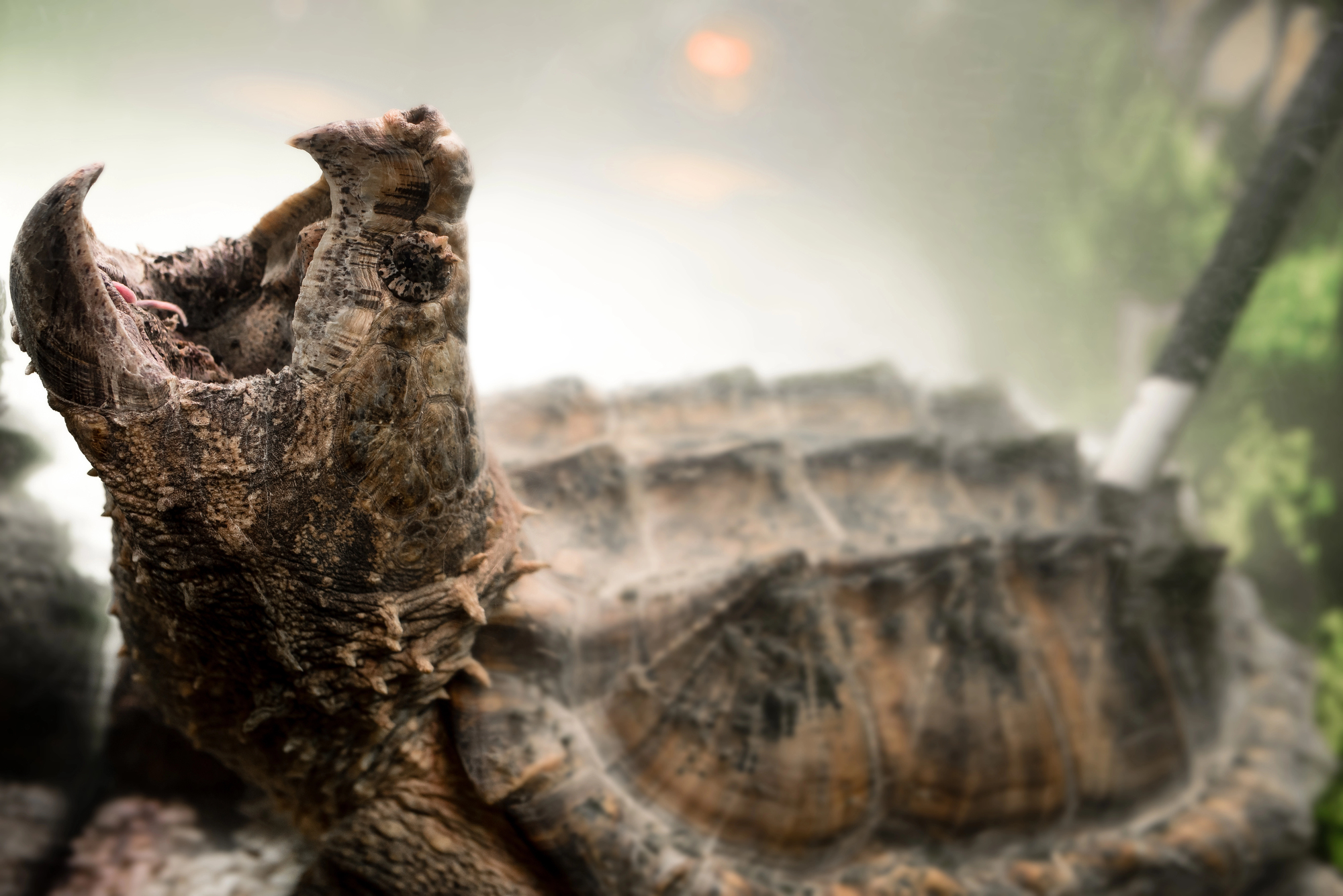 15 Animals That Use Mimicry to Hunt