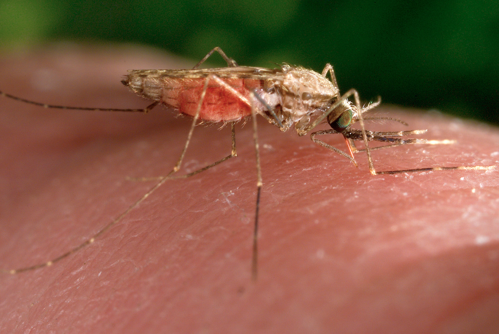 The first drug to treat infants sick with malaria is approved by Swiss ...