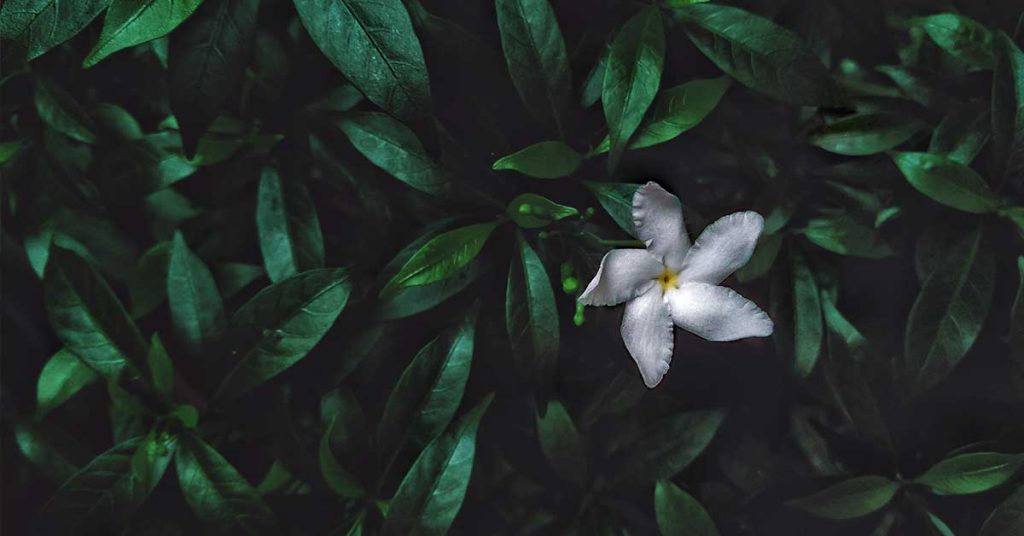 Grow These 13 Flowers That Are Perfect To Cultivate in a Moon Garden
