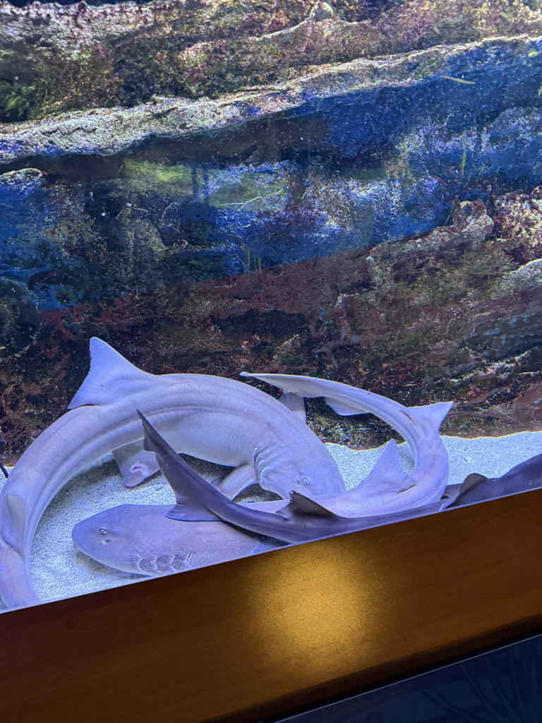 Shark Preservation Week: Where to learn more about the ocean's top predators