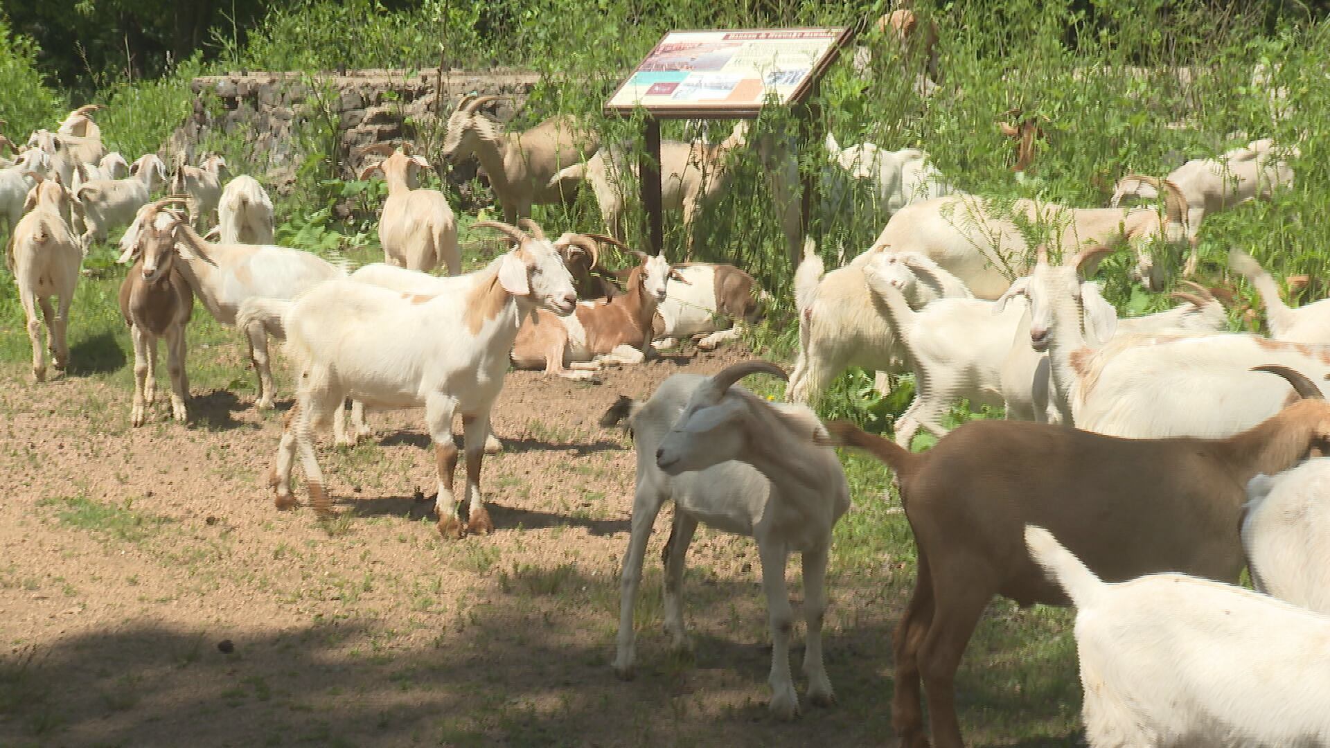Goats return to Wausau to fight invasive species