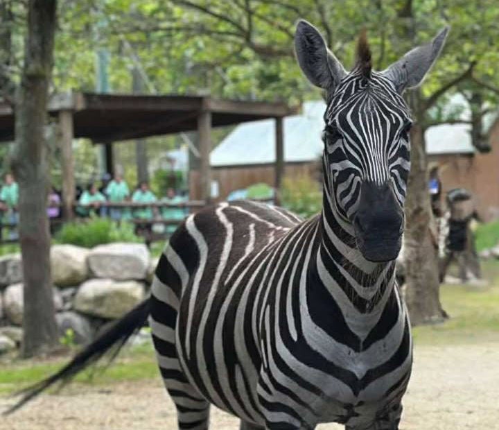 Zebra at Rhode Island zoo dies in ‘tragic accident’ during intense ...
