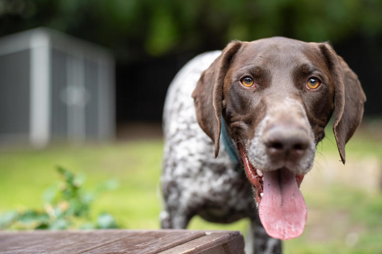 German Shorthair Pointer Dog Opens Doors on His Hind Legs Like He Owns ...