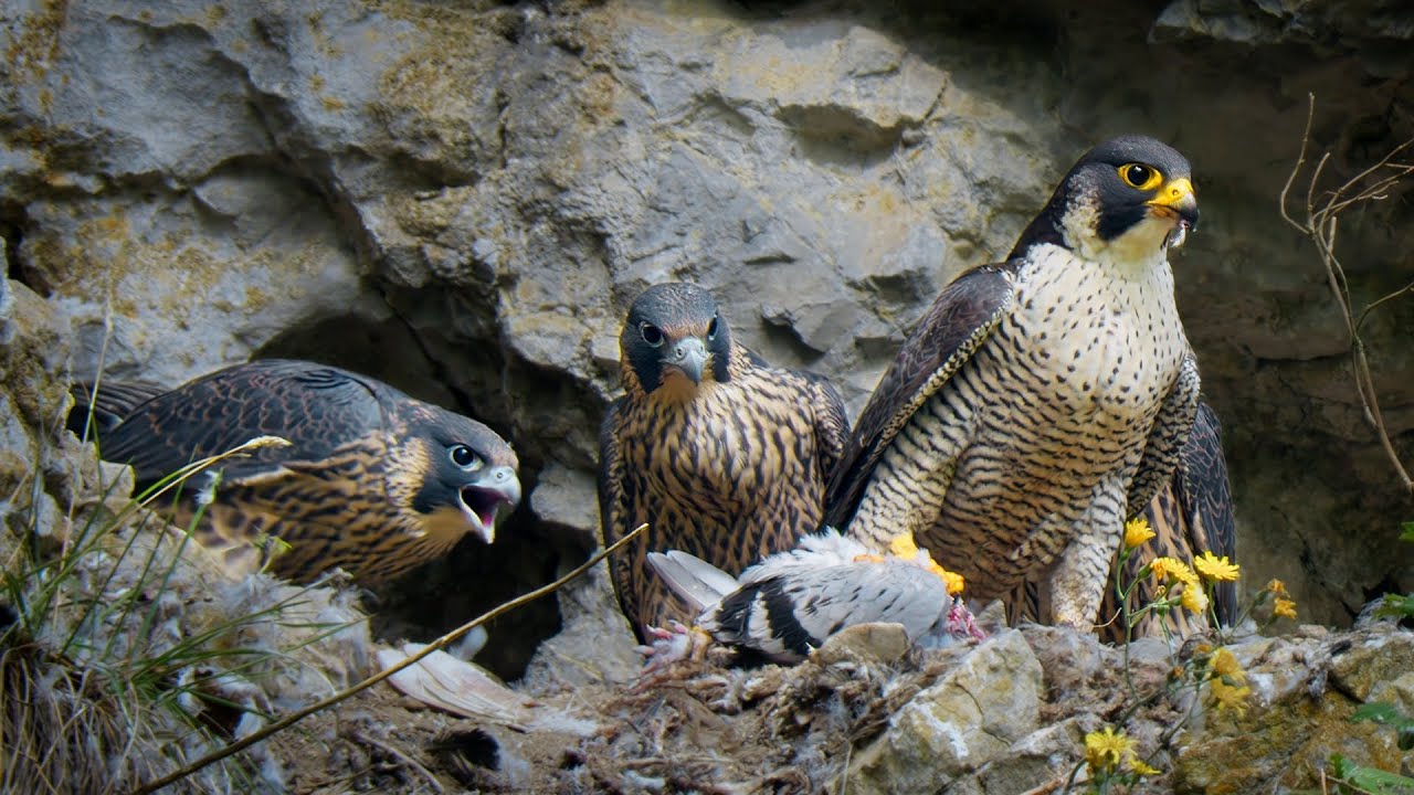 Peregrine Falcon Nesting in the Moravian Karst 🦅⛰️