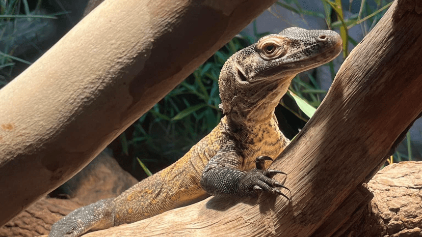 Little Rock Zoo unveils Komodo dragons, rare reptiles ahead of Dollar Day