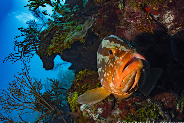 Restoration, protection aim to save Belize’s coral reef from extreme ...