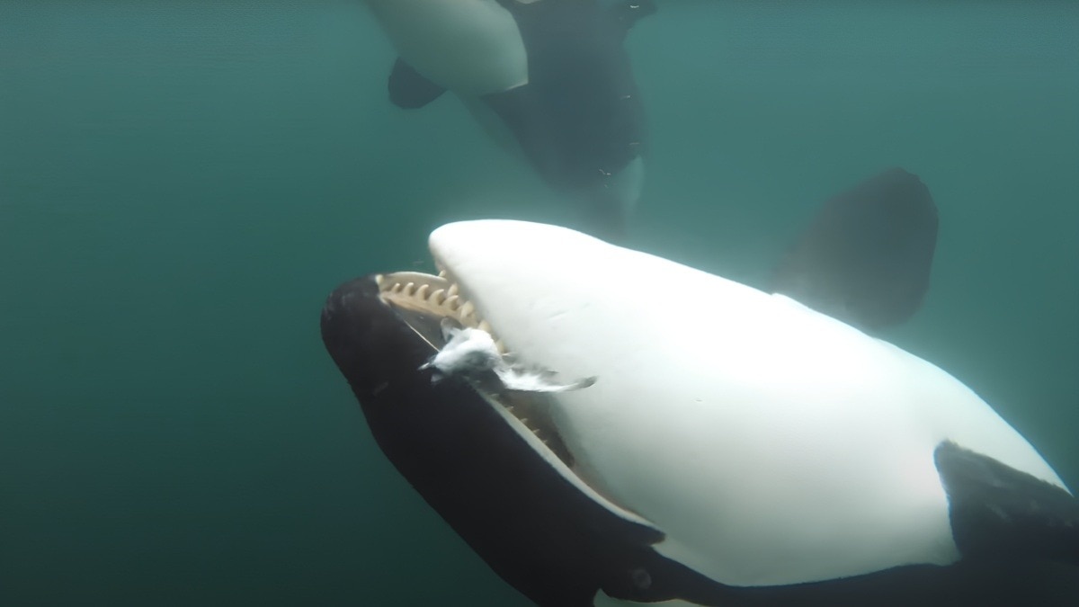 Video: Killer whales bring food to humans in rare moment caught on camera
