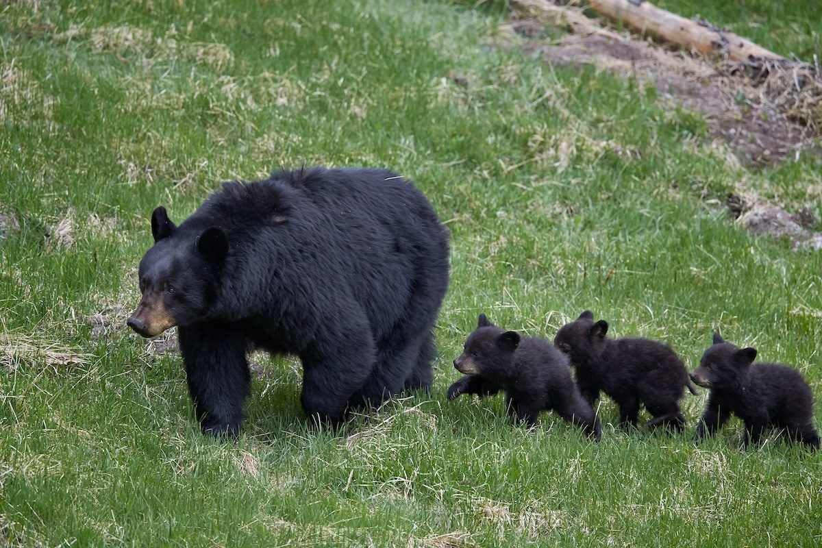 Mama Bear and Cubs Rolling Around on North Carolina Golf Course Delight ...
