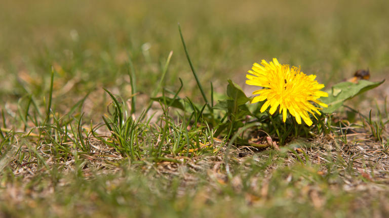 Still Fighting Weeds With Vinegar? Here's Why It May Not Be Working As ...