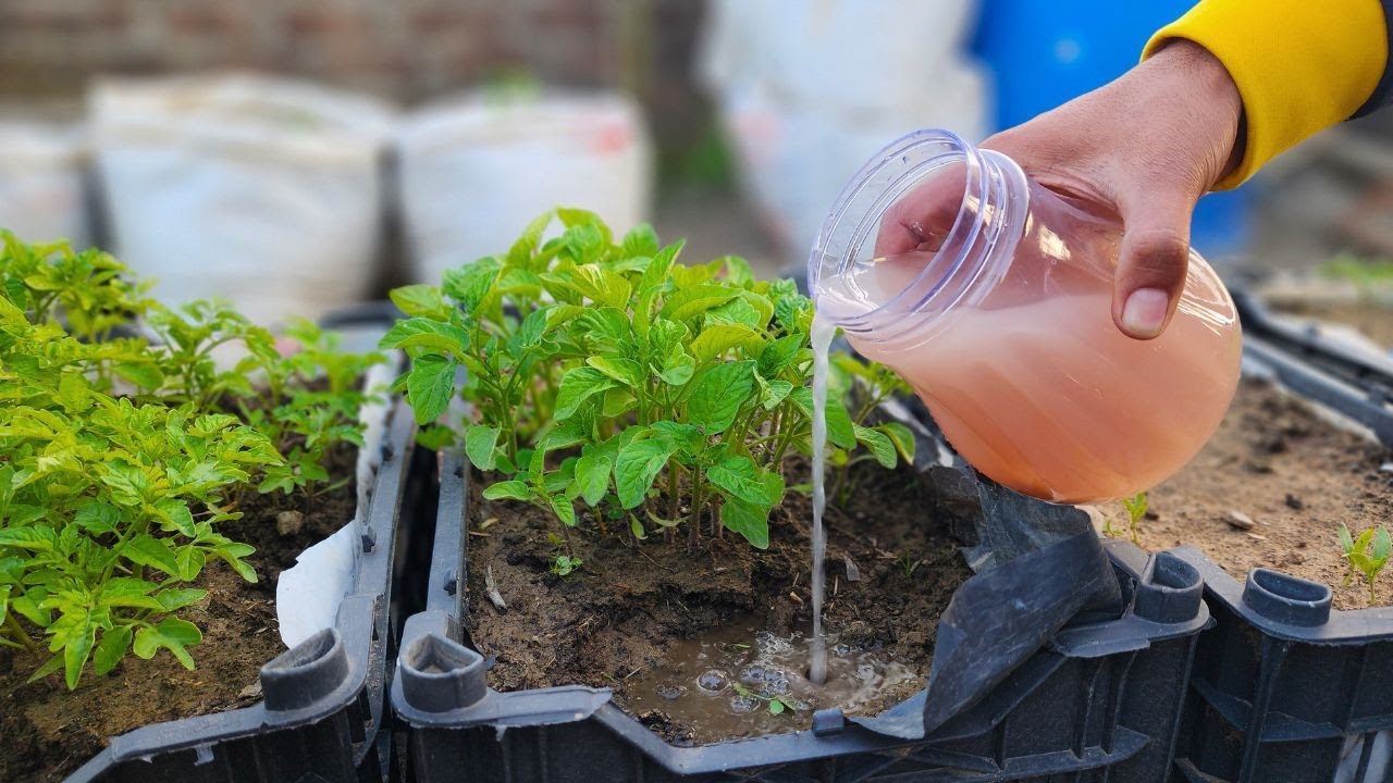 Even Weak Seedlings Will Be Fat - Give This Powerful and Easy Seedling ...