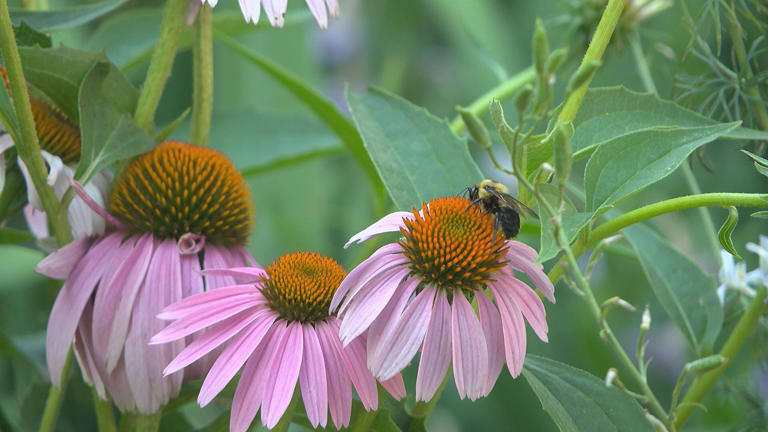Nebraska Statewide Arboretum unites plant lovers with garden walks ...