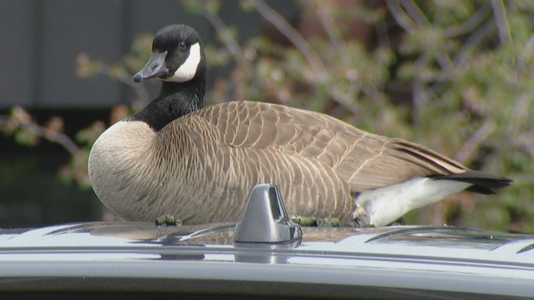 Goose on patrol: Feathered troublemaker takes over Colorado State ...