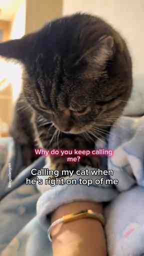 Calling My Cat's Name: Adorable Moments Captured