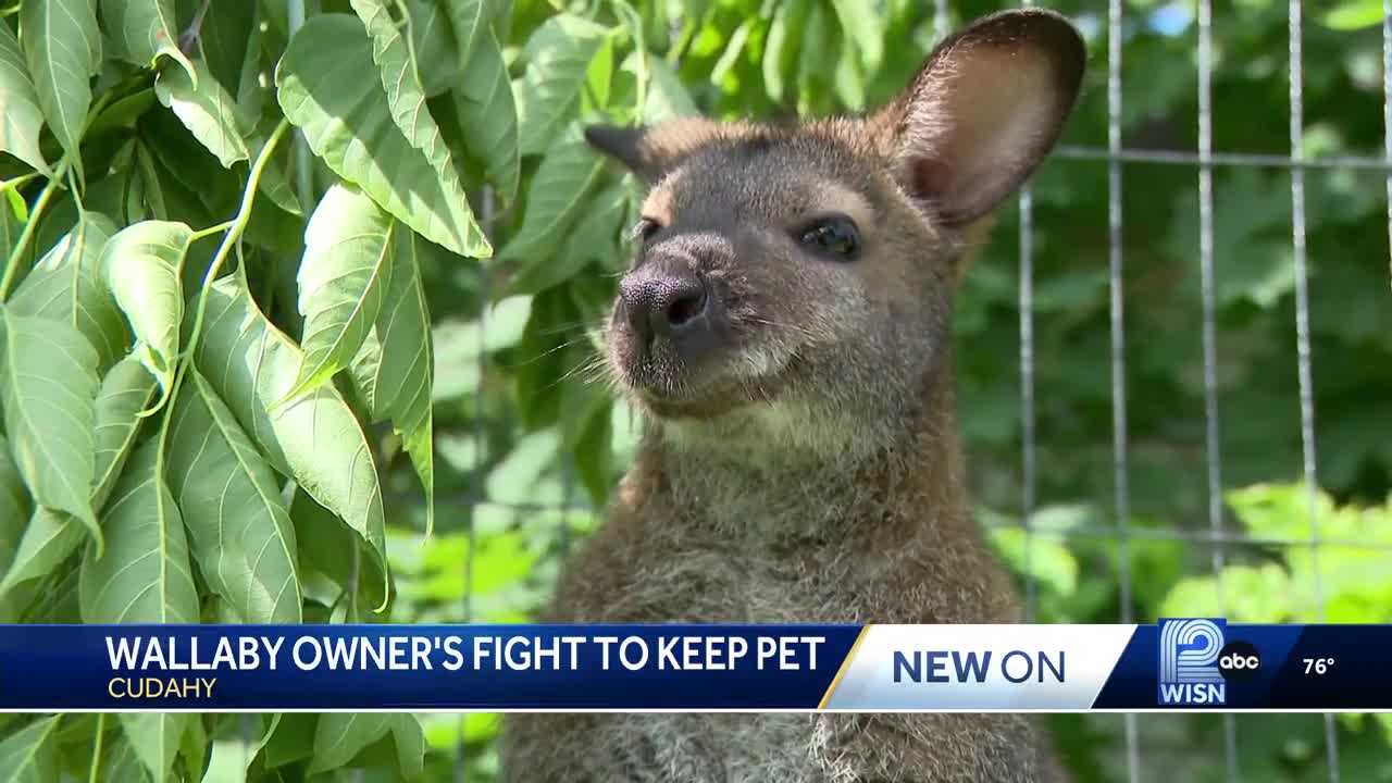'I will not be surrendering him': Wallaby owner fights to keep pet