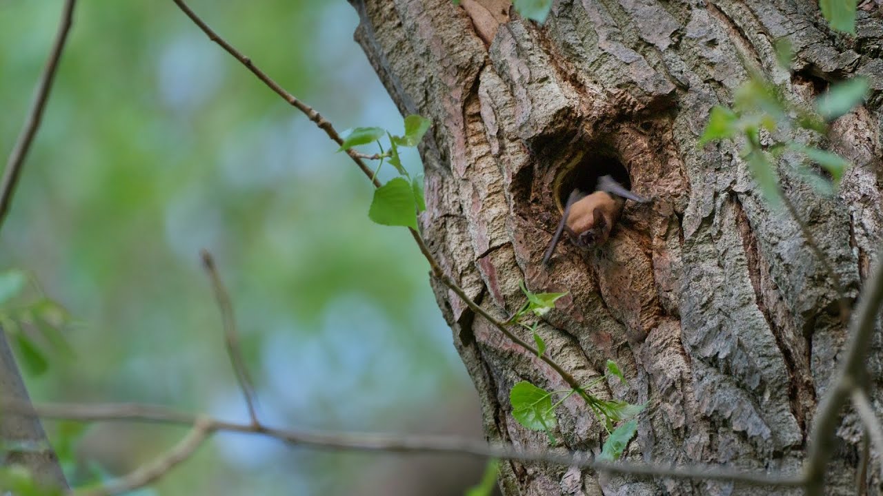 Murciélago común noctulo saliendo de una cavidad de árbol ~ Nyctalus ...