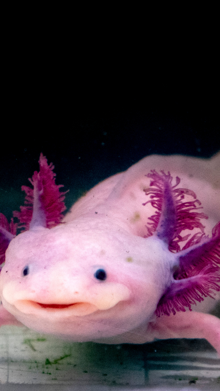 9 pocket-sized animals one can carry anywhere