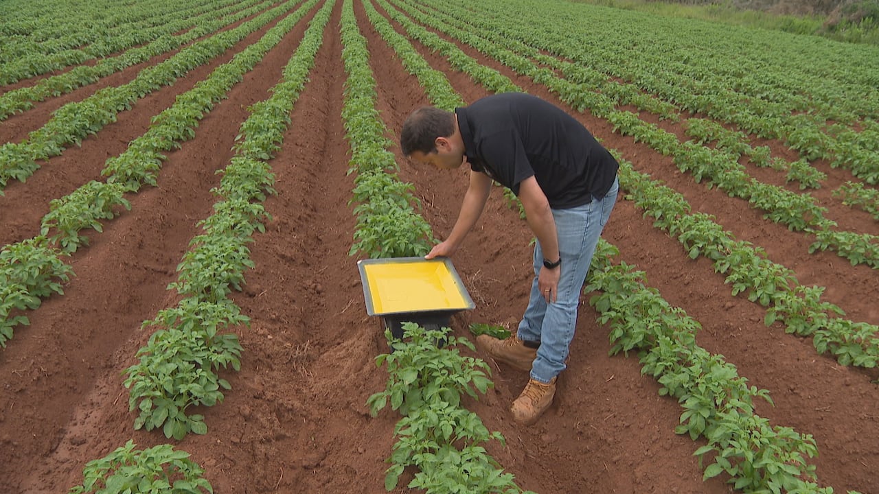 P.E.I. potato farmers on alert as aphid numbers rise
