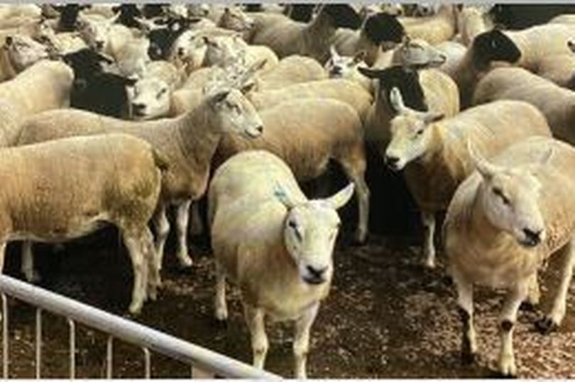 Sheep rustlers flee with 29 ewes in Staffordshire farm raid