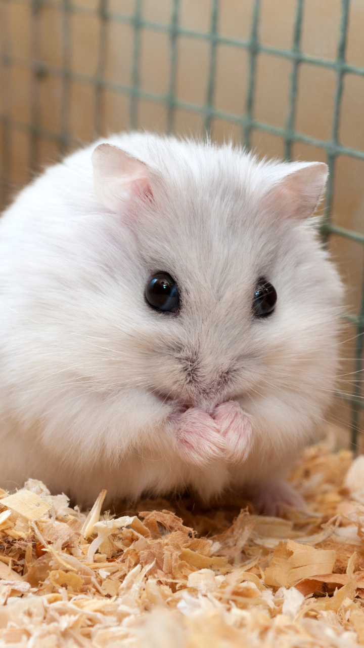 9 pocket-sized animals one can carry anywhere