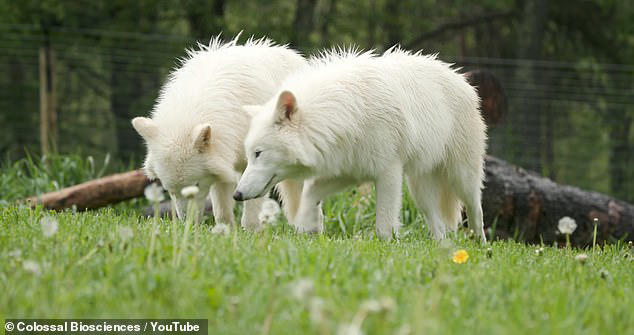 Company attempting to bring back woolly mammoth turn their sights to ...