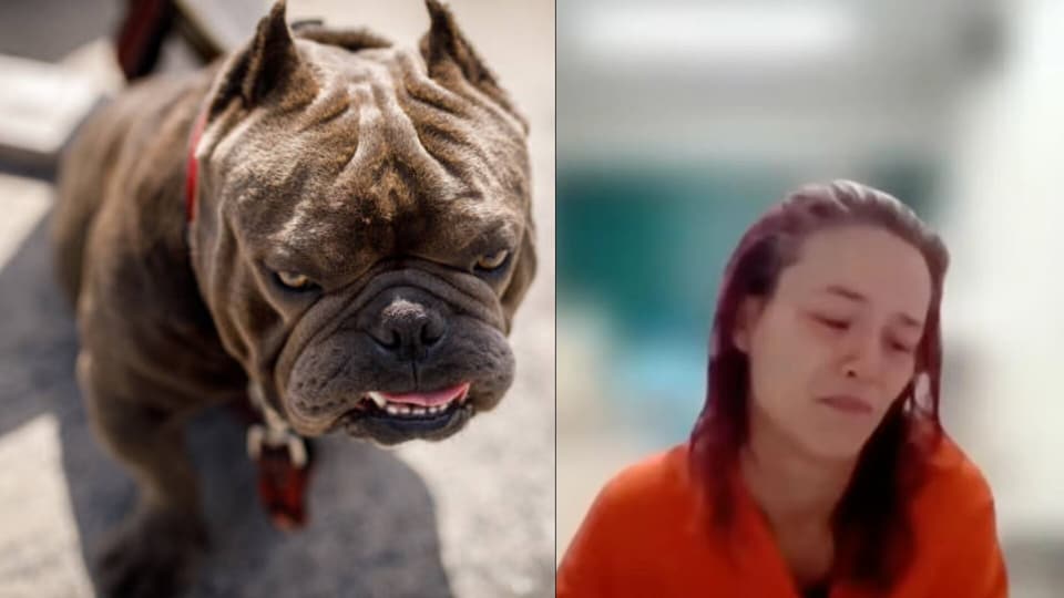 Mother lets pet Pit Bull ‘chew’ son, 6, like a ‘toy’ for refusing to ...