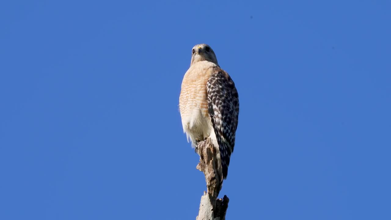 The Majestic Hawk: A Cinematic Journey Close-Up