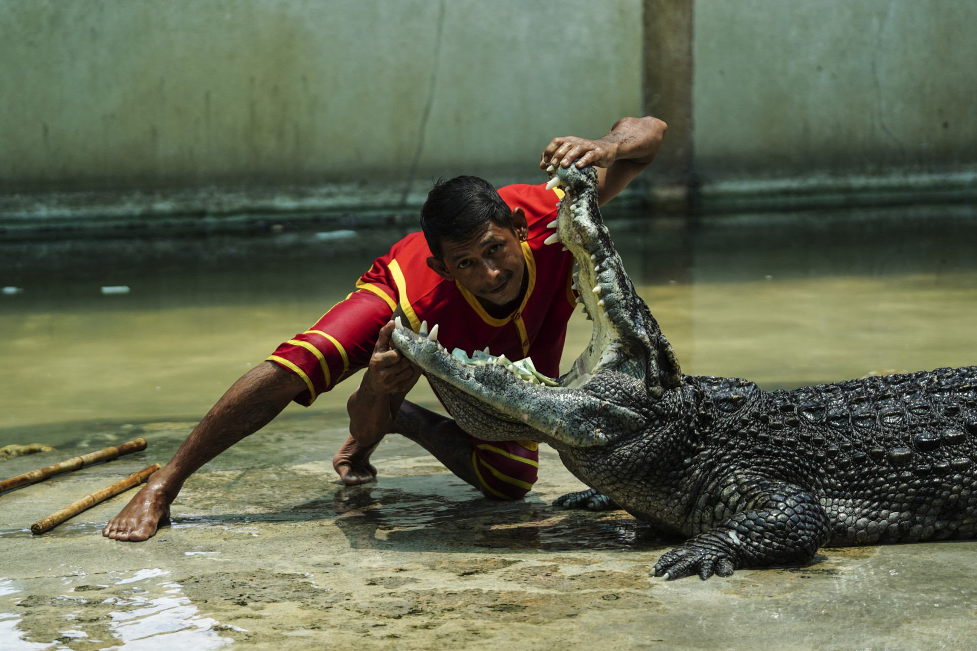 The most tragic zoo attacks of all time