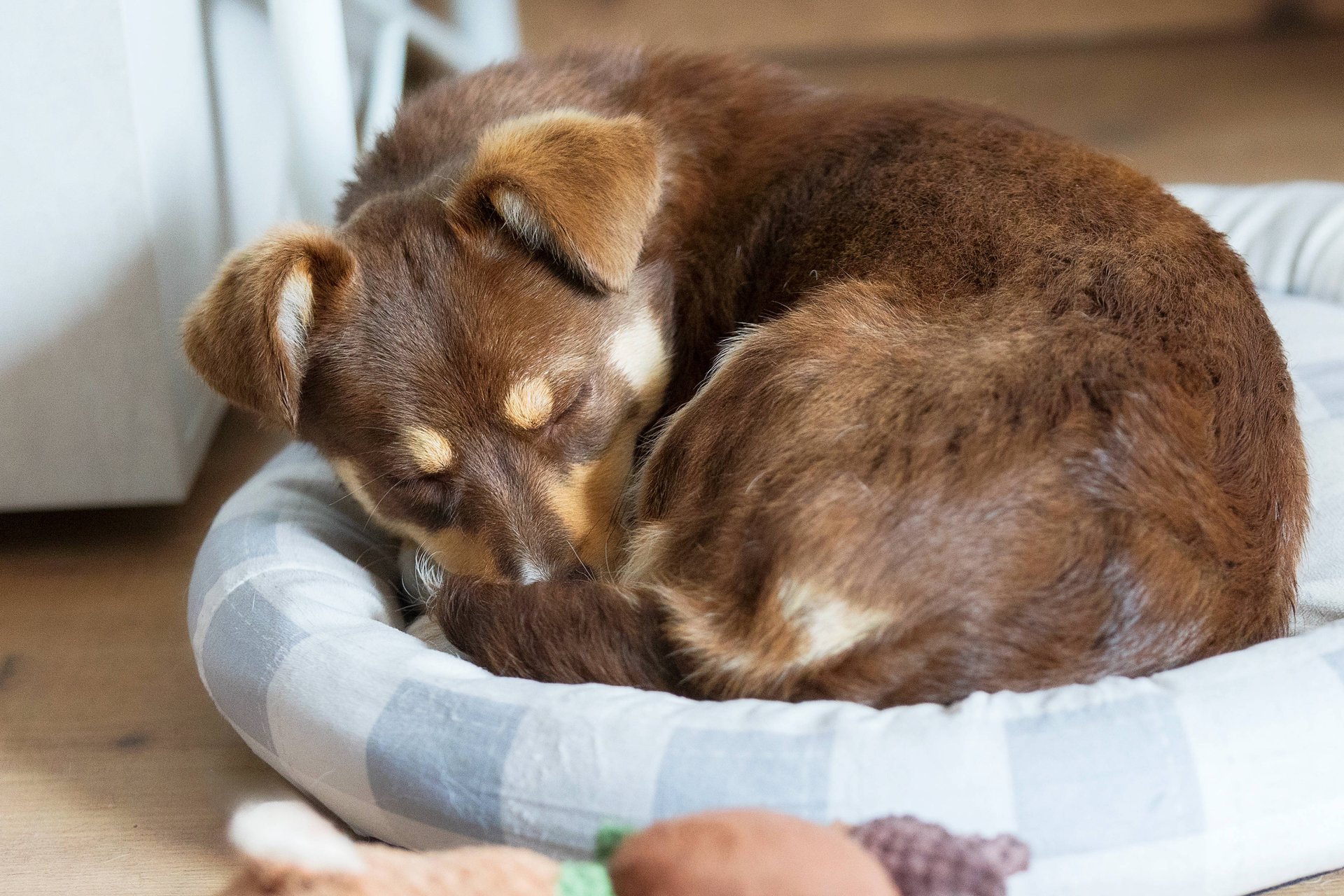 Warum drehen sich Hunde im Kreis, bevor sie sich hinlegen? Das steckt ...