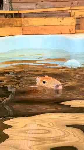 Capybara Side Eye of Doom The Funniest Animal Moment You Didn’t See Coming