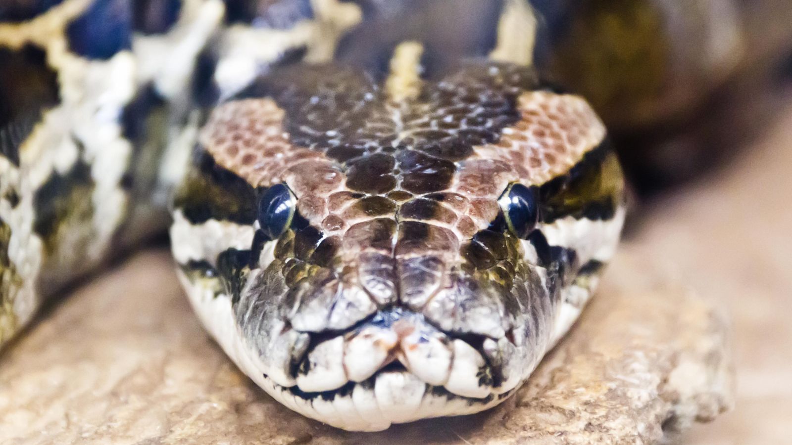 Scientists discover Burmese pythons have never-before-seen cells that ...