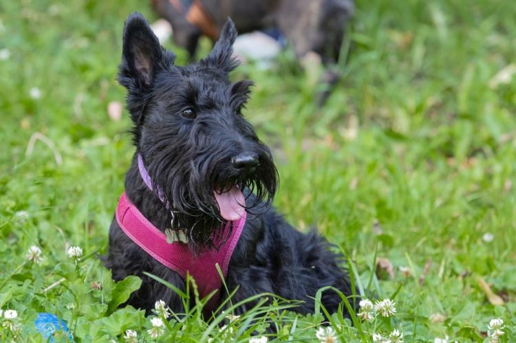 « Glamrock a gobé le comprimé » : ce jour où le scottish-terrier têtu s’est transformé en agneau