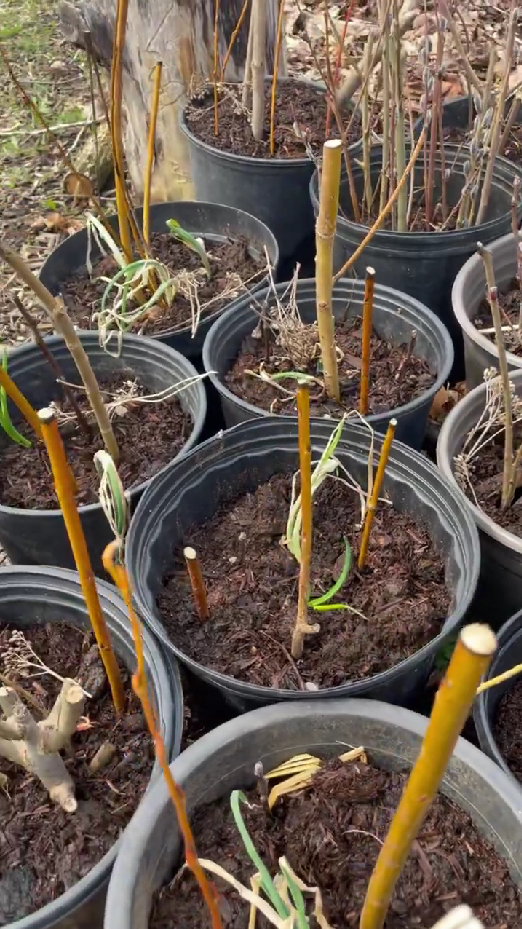 Permaculture Basics Your Plants Can Help Each Other! Set It Up From The ...