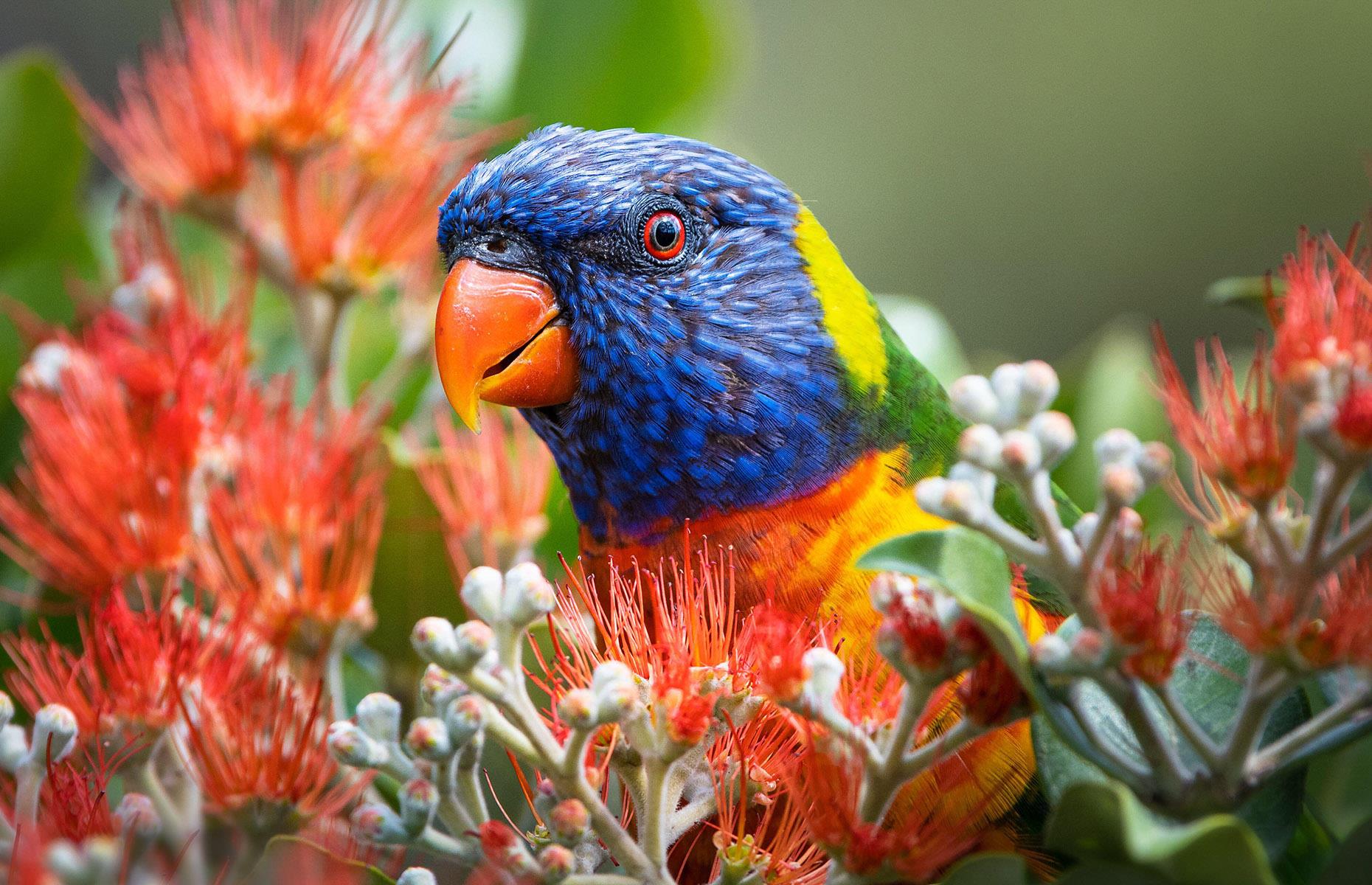 Les 20 plus beaux oiseaux du monde réunis en un classement