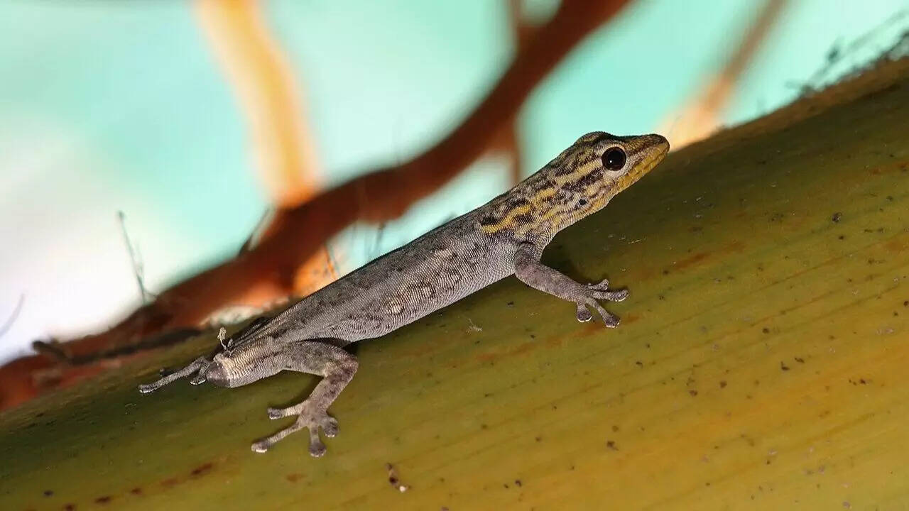 Why lizards detach their tails and how they grow them back
