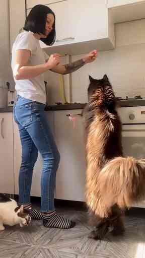 Maine Coon Diet: Best Feeding Options for Your Cat