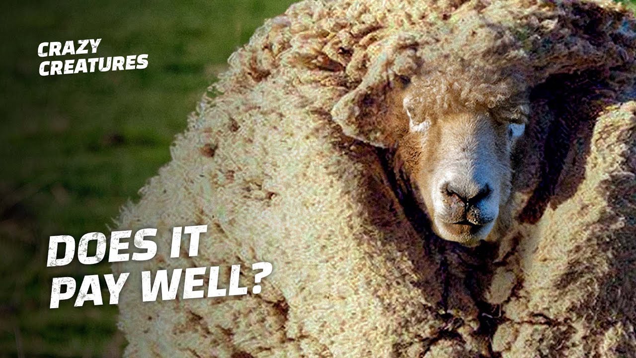 Mastering the Blades Life as a Sheep Shearer