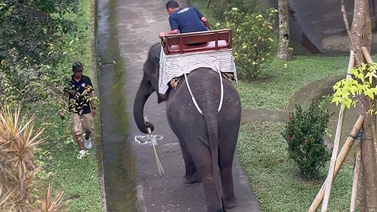 Elephant whacks passing man with a stick