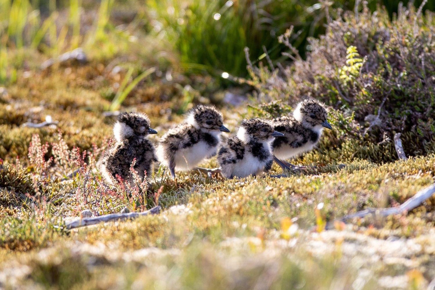 New research in north Northumberland shows rise in predators is ...