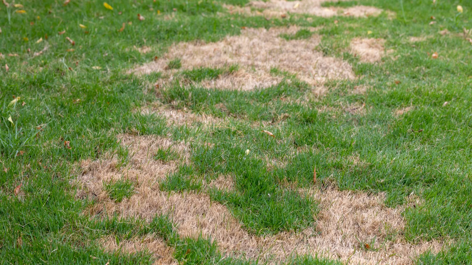The ultimate lawn rescue plan for patchy grass