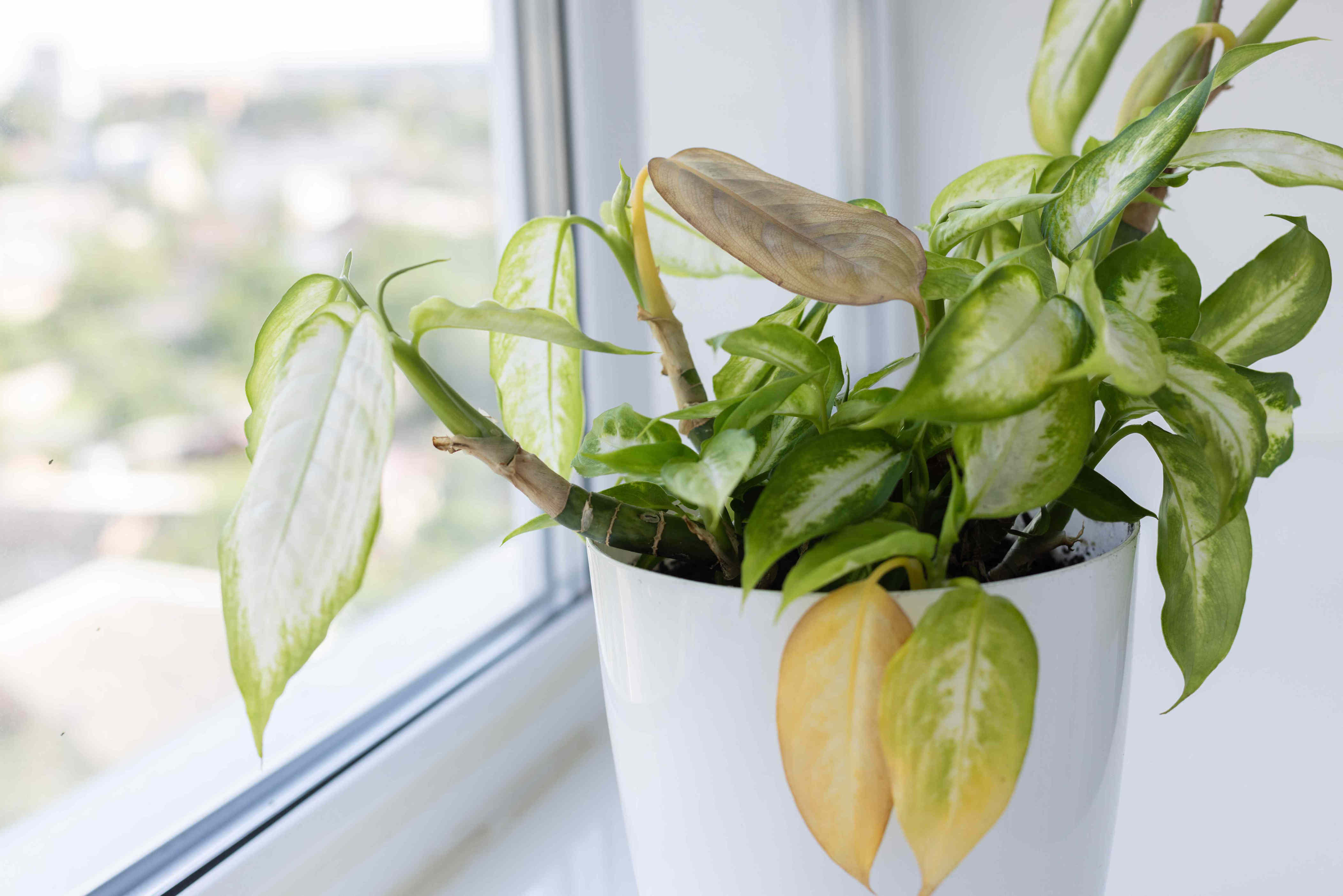 7 Signs You're Overfertilizing Your Plants, Plus How to Help Them ...